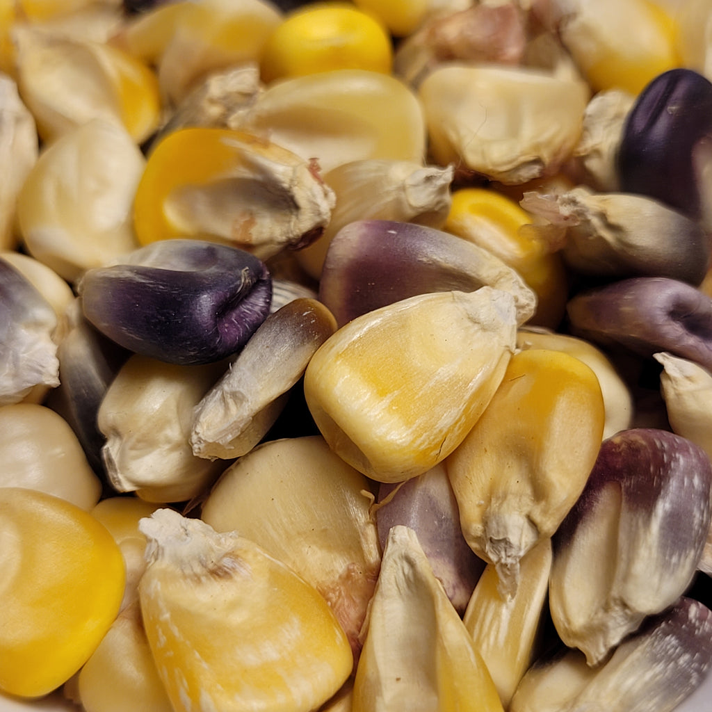 Chicken Feed Dent Corn – Great Lakes Staple Seeds