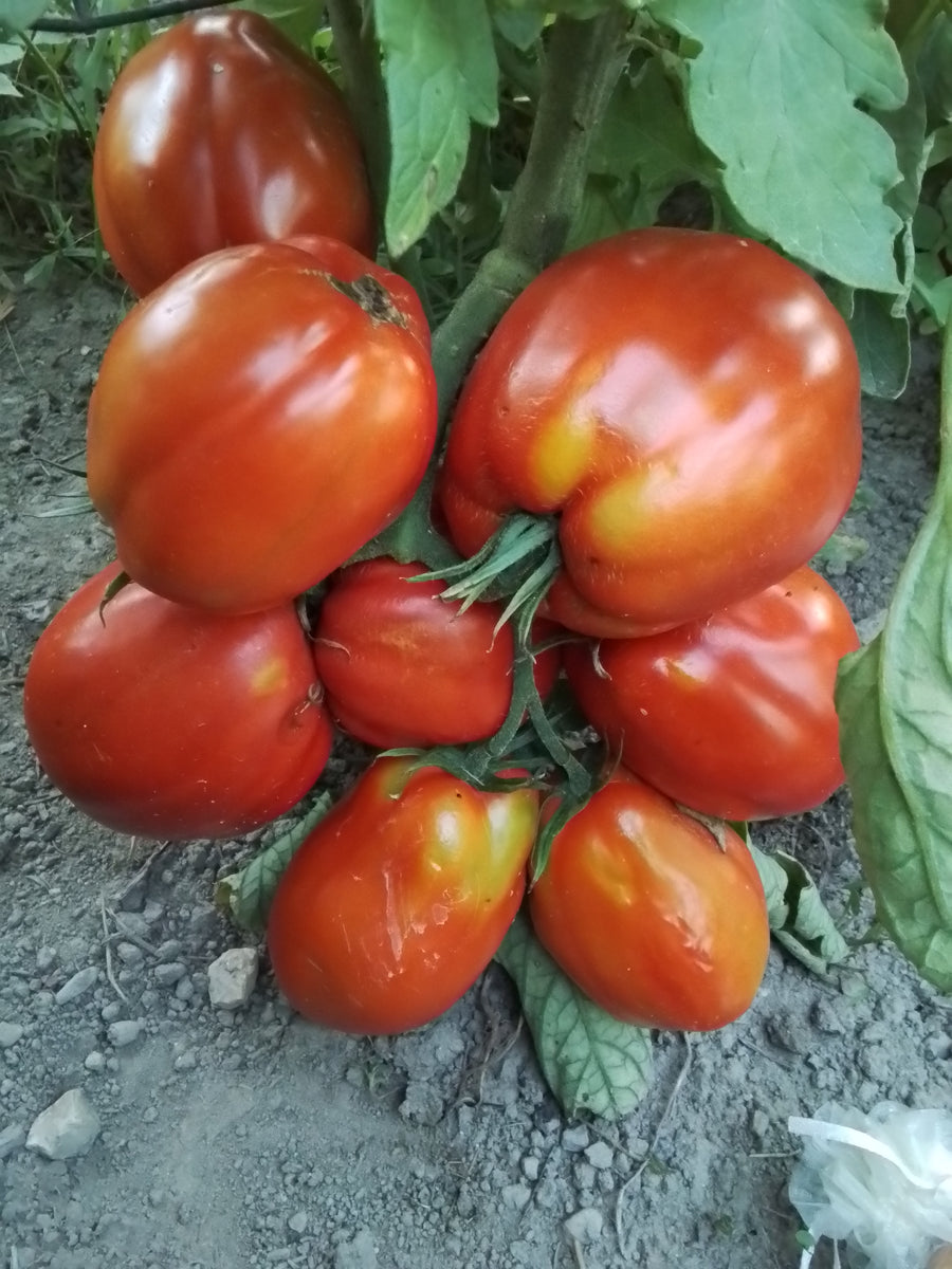 Pomodoro Grosso di Rotonda Tomato – Great Lakes Staple Seeds