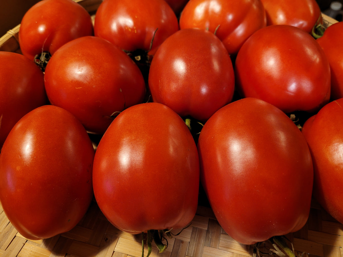 Cipolla's Pride Tomato – Great Lakes Staple Seeds