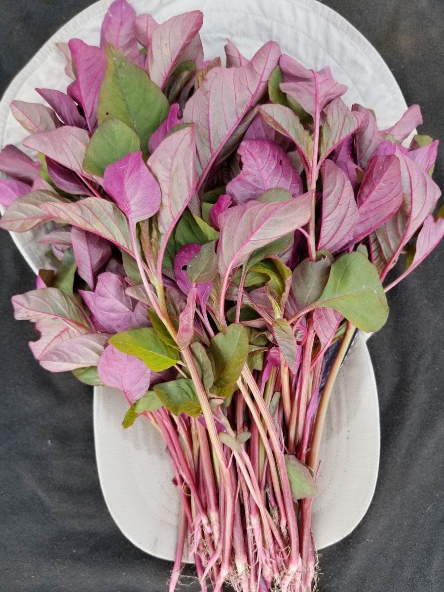 Red Leaf Amaranth – Great Lakes Staple Seeds