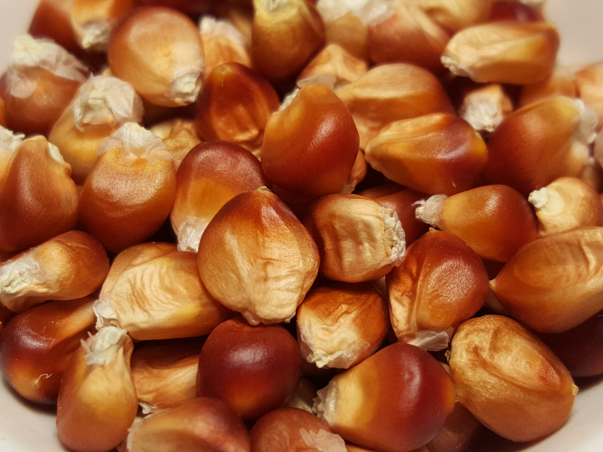 Floriani Red Flint Corn – Great Lakes Staple Seeds