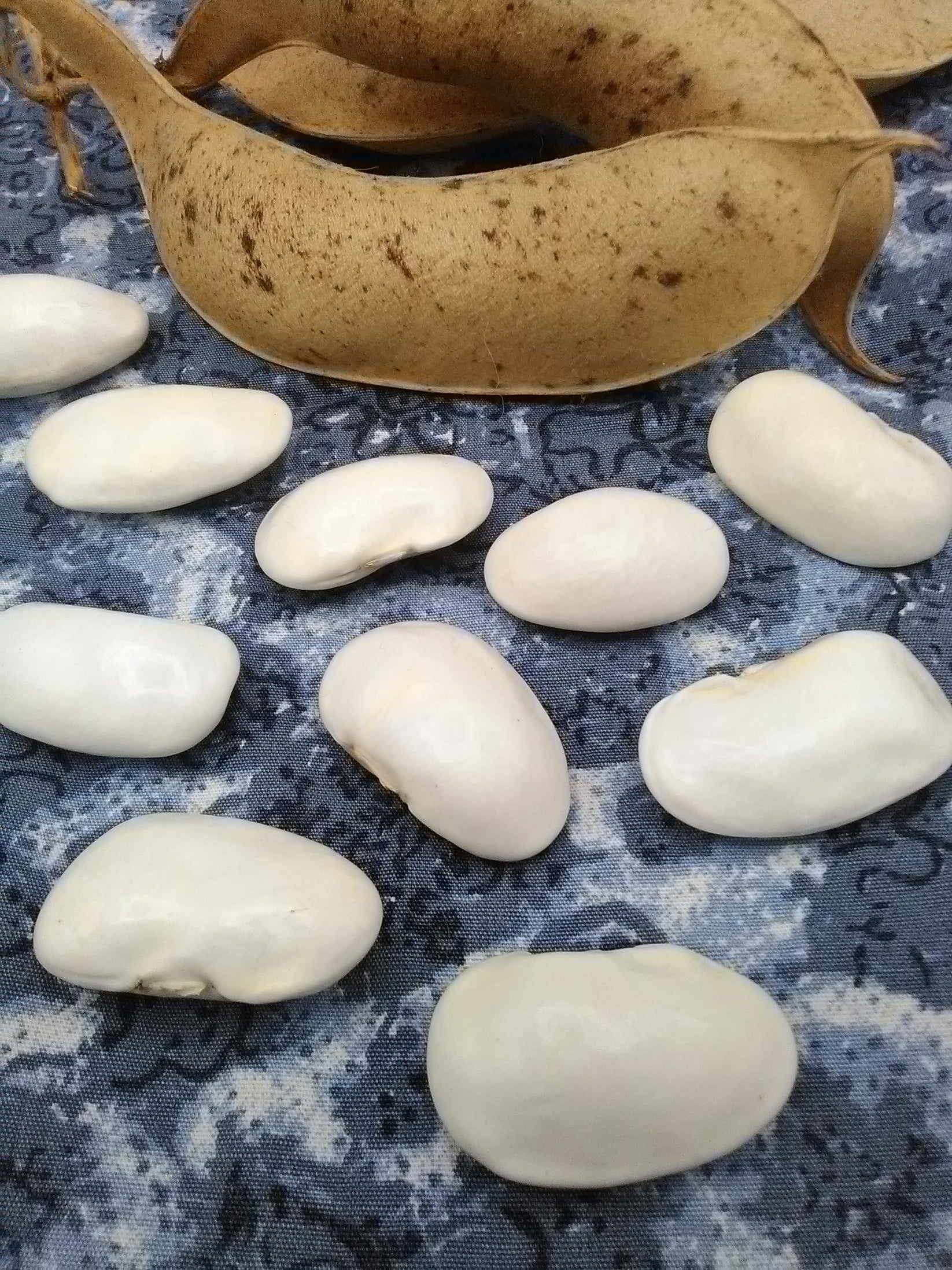 Gigante Bean – Great Lakes Staple Seeds