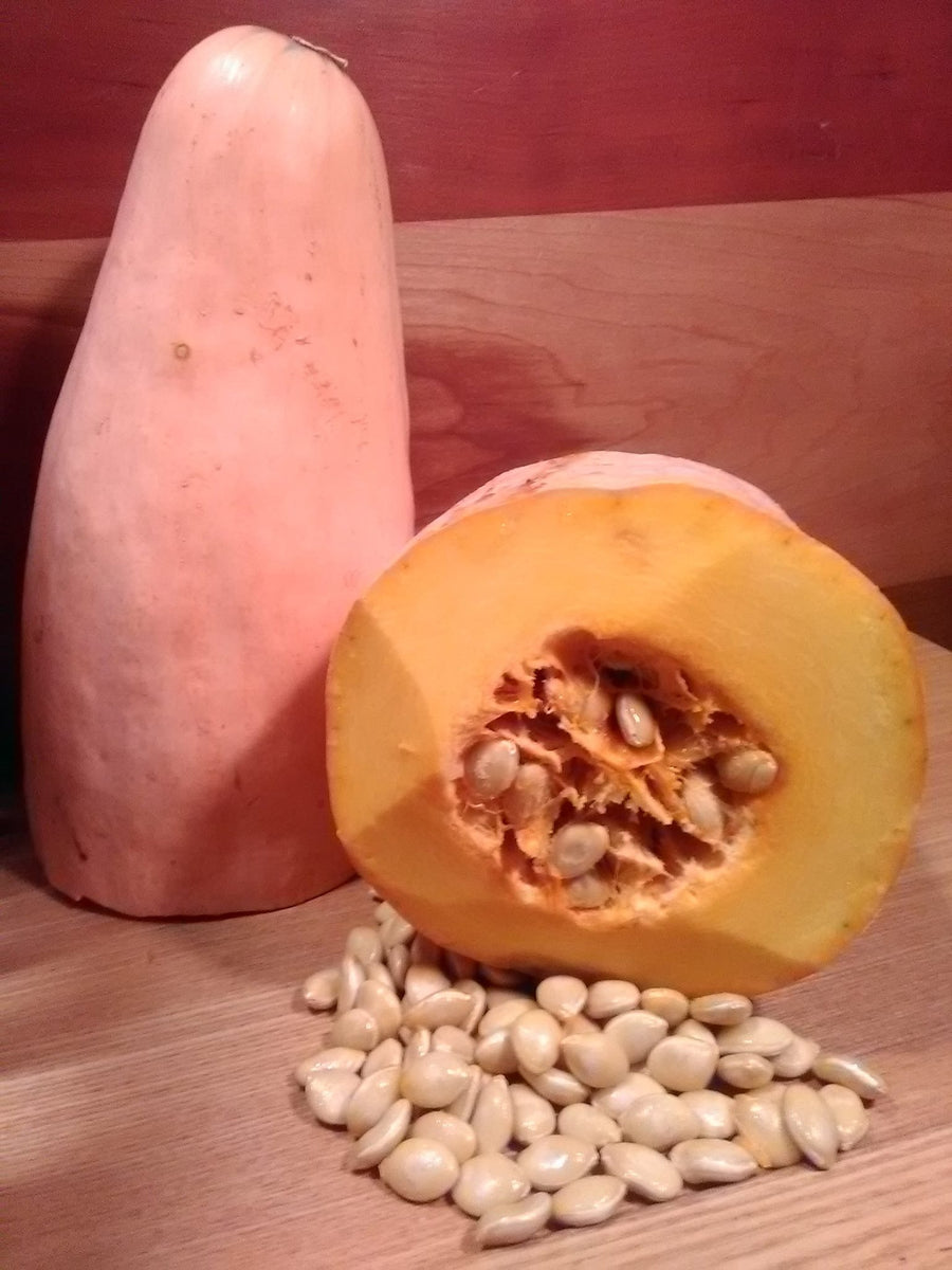 North Georgia Candy Roaster Squash – Great Lakes Staple Seeds