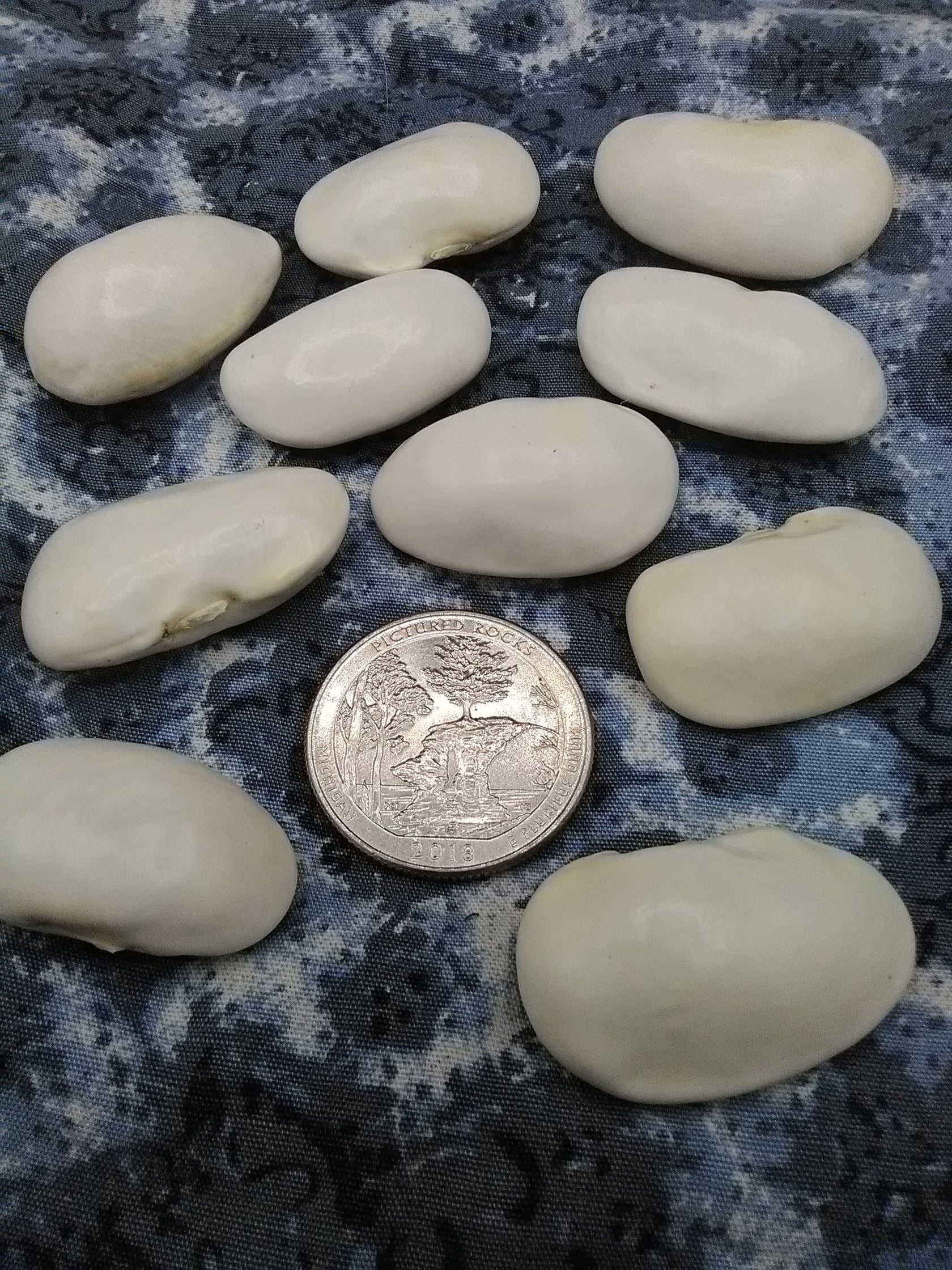 Gigante Bean – Great Lakes Staple Seeds