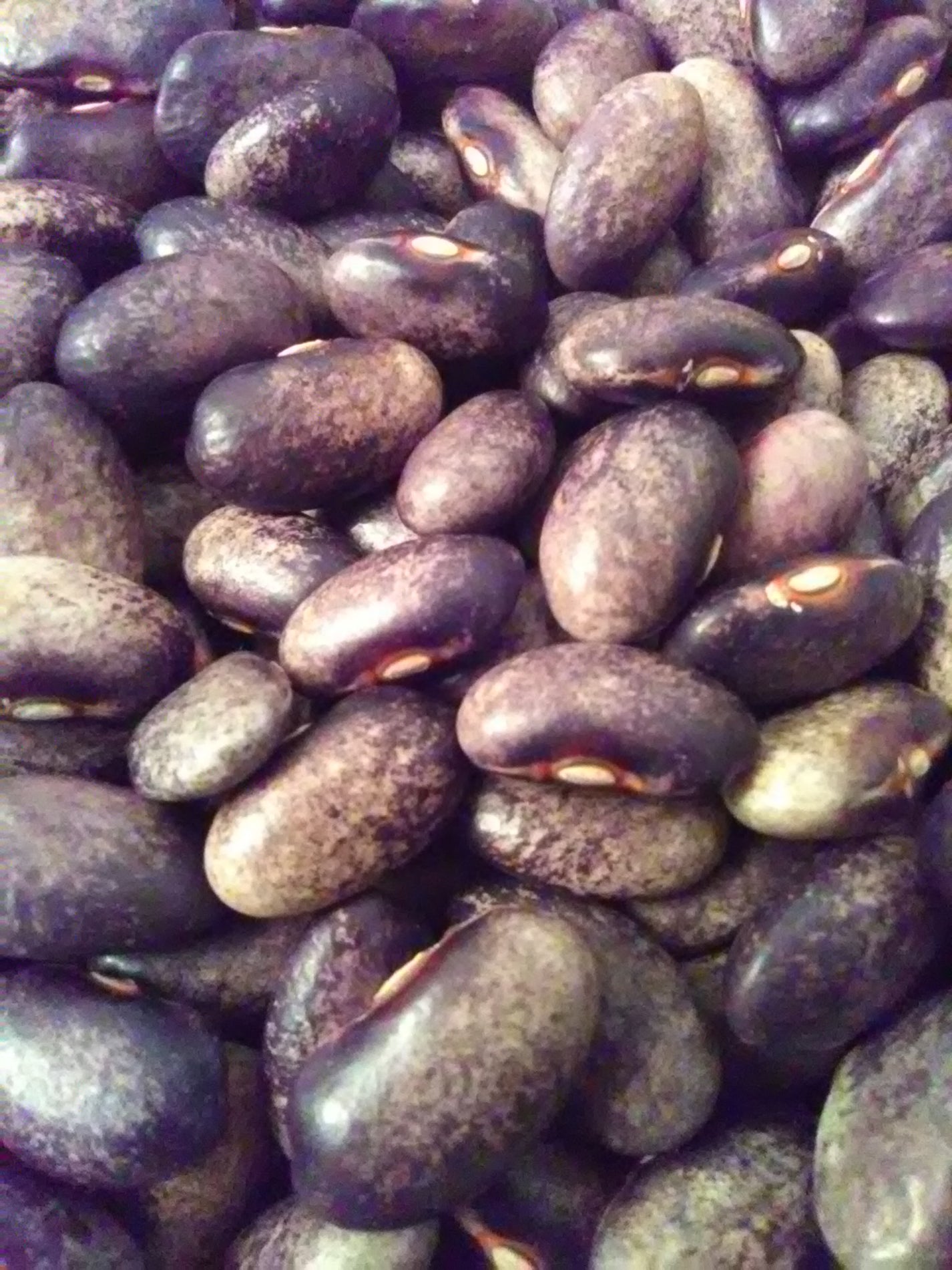 Miami Ohio Pole Bean – Great Lakes Staple Seeds